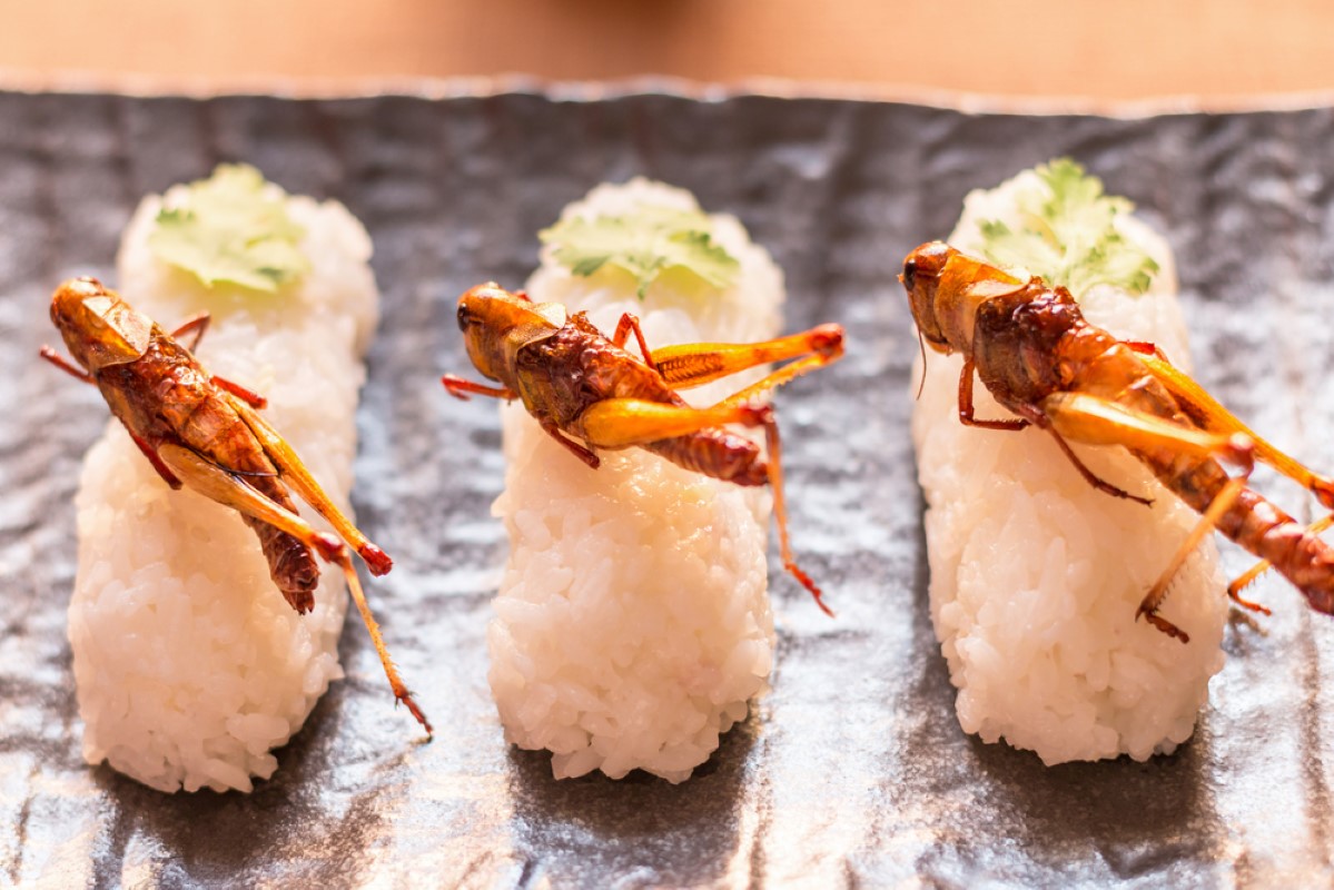 Três espécies de insetos comestíveis à espera de lei em Portugal ...